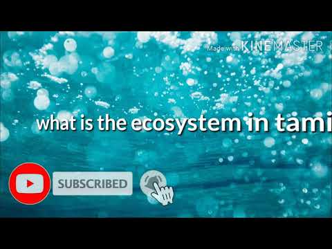 What is ecosystem? explain in Tamil/teaching channel