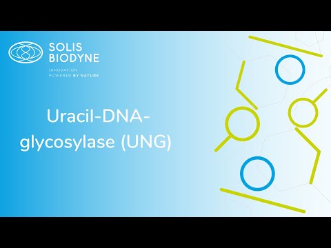 Uracil-DNA-glycosylase (UNG)