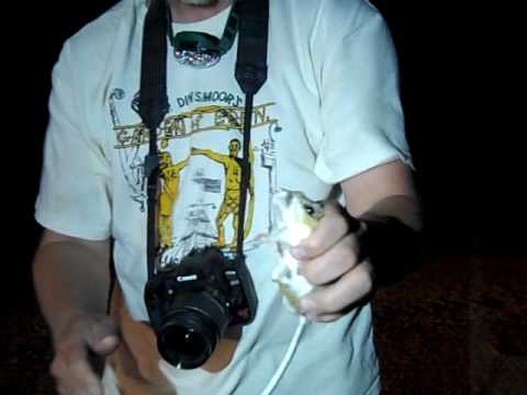 How to catch a Kangaroo Rat!