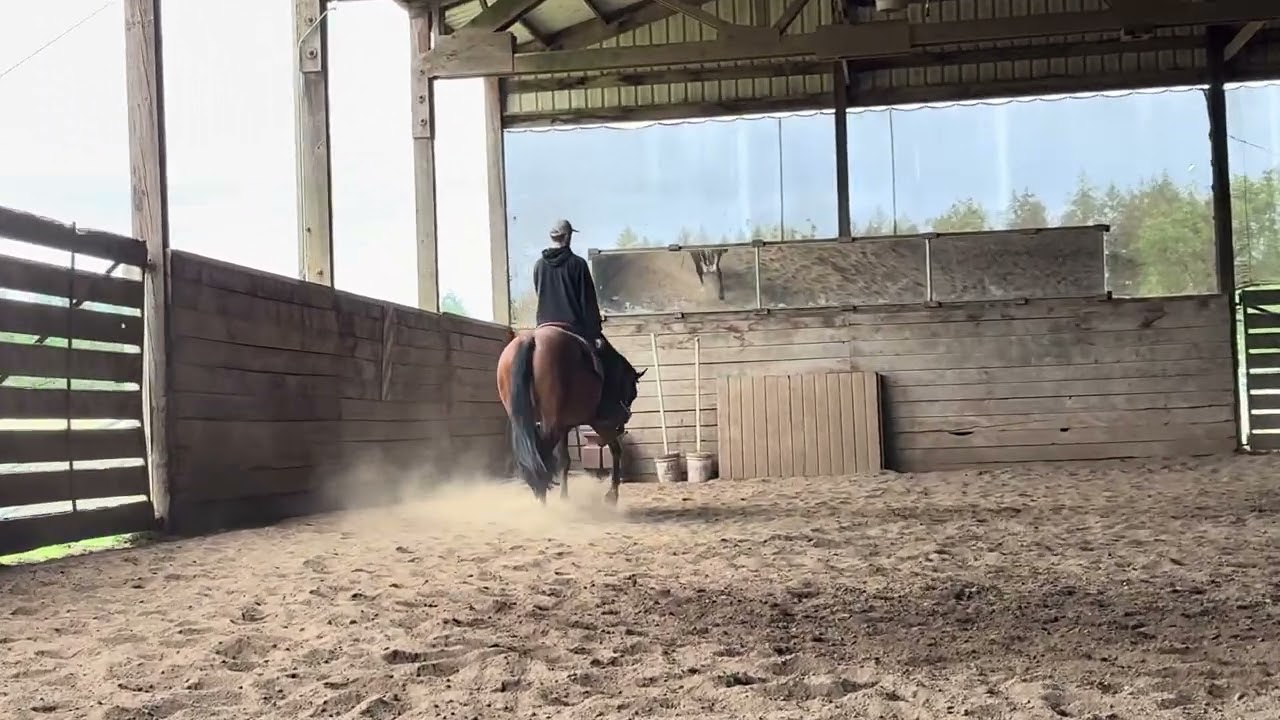 Four year old APHA all around mare for sale