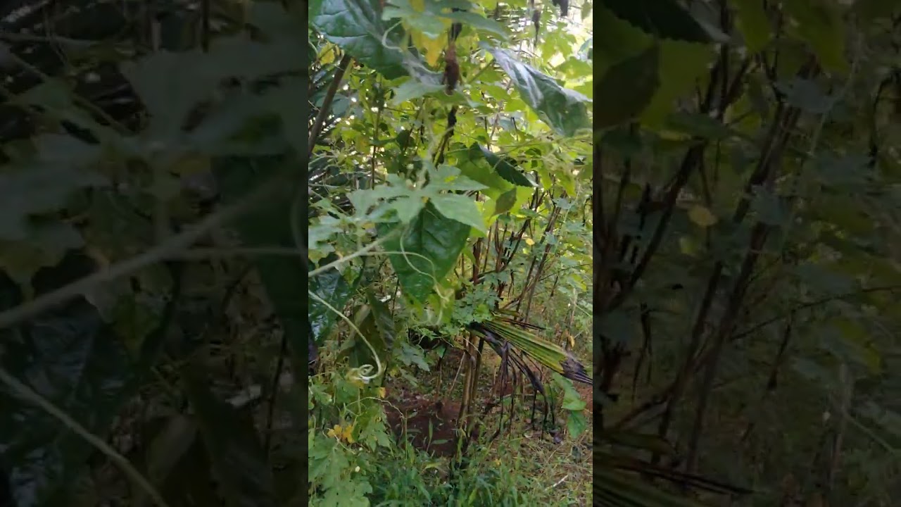 Broken Bread (Lk:38-41)