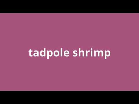what is the meaning of tadpole shrimp