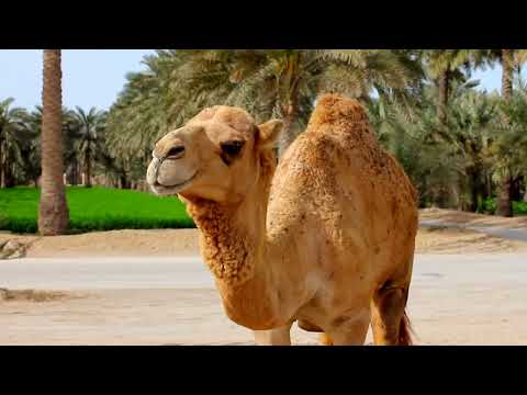 Desert, camel , pyramids, sahara