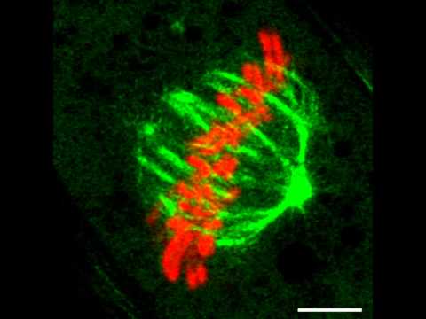 ZEISS LSM 800 with Airyscan: Kidney cells, mitosis