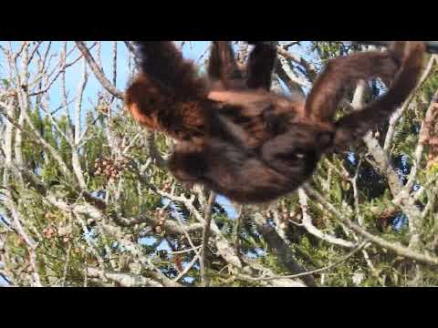 Brown howler monkeys crossing dangerous powerlines