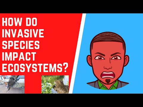 How Do Invasive Species Impact Ecosystems?