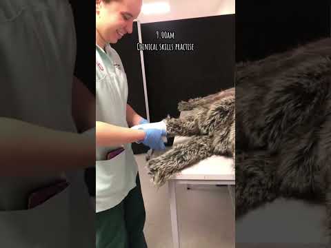 Day in the life of a Vet Nursing student 👩⚕️