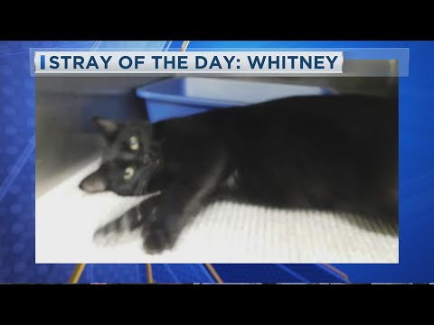 Stray of the Day: Whitney, 1-12-2023