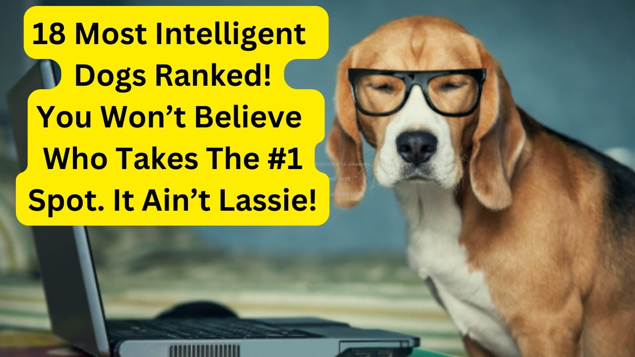 18 Most Intelligent Dogs: Ranked!