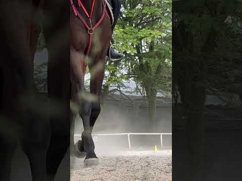 From another perspective / Если посмотреть с другой стороны…#horse #лошади