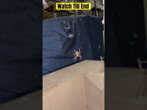 Spider web , Spiders web | Spider building web #spiderman #spiderweb #spider #spidernet