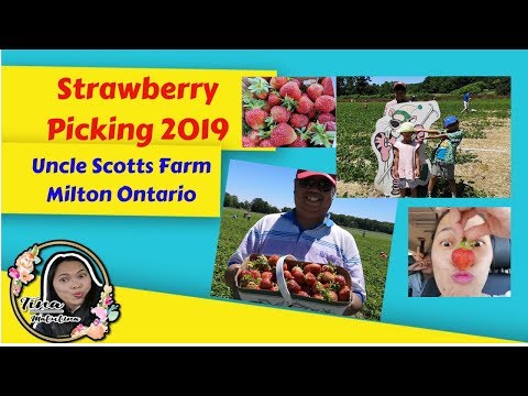 Strawberry Picking 2019/Uncle Scott's Farm/Milton Ontario Canada/Pick your own strawberry in Canada