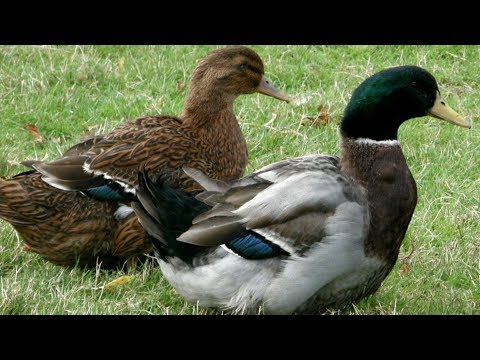 Rouen Ducks | Super-Sized Mallards