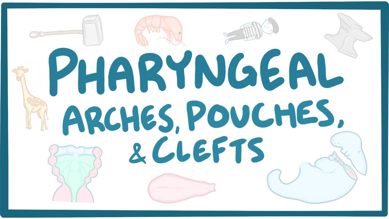Pharyngeal arches, pouches, and clefts - embryology