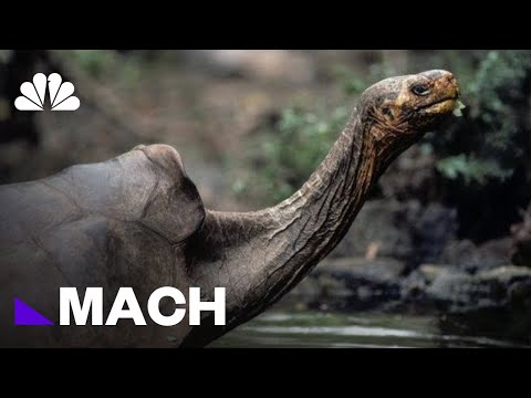 What A Giant Tortoise’s Genome Can Teach Us About Longevity | Mach | NBC News