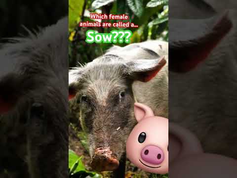 🐷 What is a Sow? Which female animals are called Sows? Sow meaning #sow #sows #animalnames #english