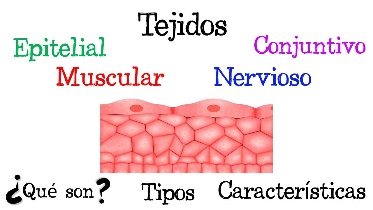 🍖 What are Tissues? 🍖 Types and Characteristics [Easy and Quick] | BIOLOGY |