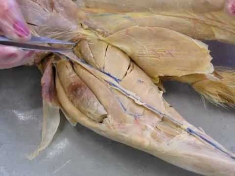 Ventral Thigh Muscles - Cat AP1