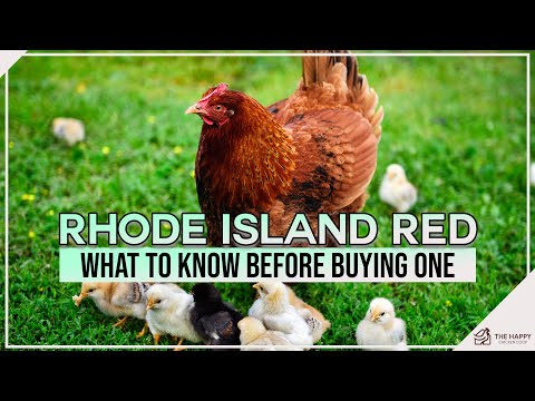 Rhode Island Red What to Know Before Buying One