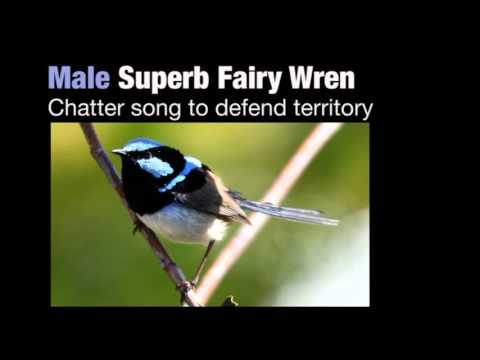 What does the bird sing?