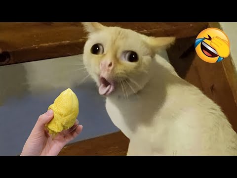 Hilarious animals will make you laugh to tear ๐