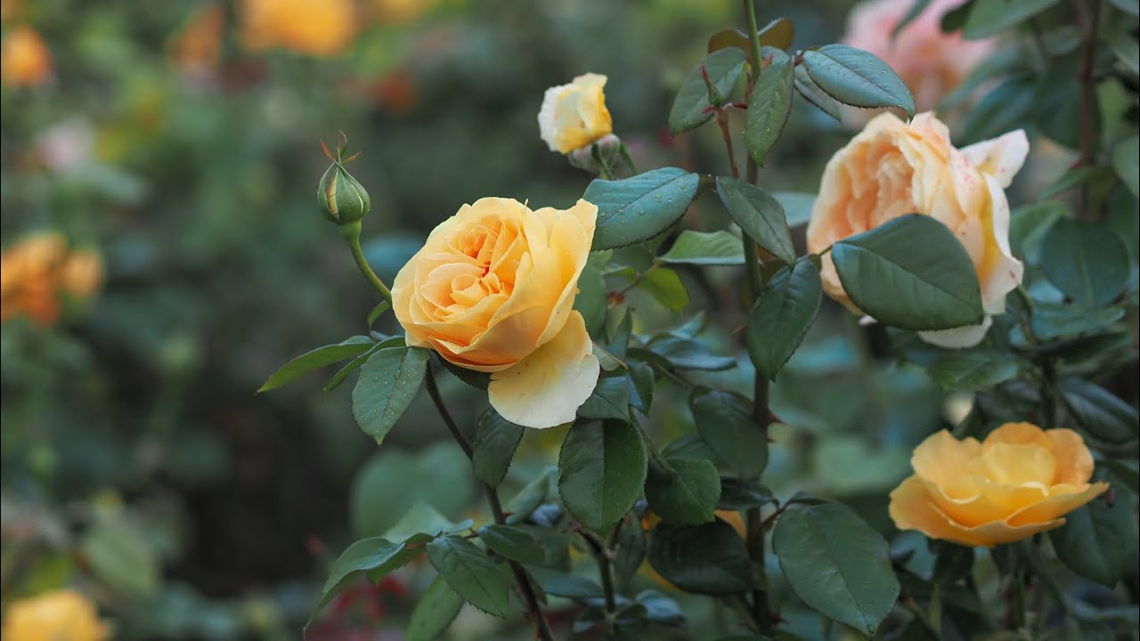 4K HDR - Rose Candlelight - Tantau