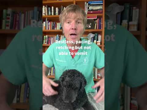 The 'Mother' of All Emergencies: Bloat in Dogs