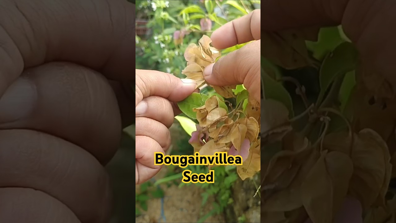 Tips How To Get Bougainvillea Seed / Garden / Flowers Bloom / Rare Collection / grafted / grow