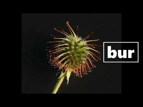 Bur Meaning | Definition of Bur