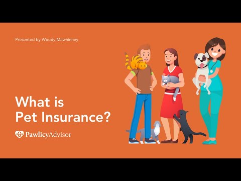 What Is Pet Insurance? | Pawlicy Advisor