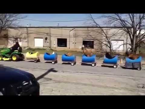 Hilarious Dog Train Fun For Kids to Watch in Fort Worth