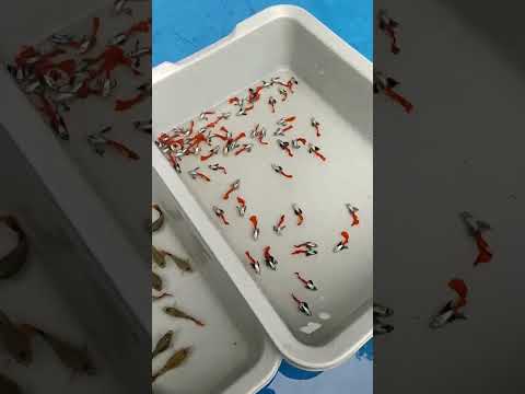 Separating Male Female For breeding Platinum Redtail Dumbo Ear Guppy