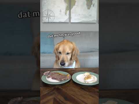 Leaving my dog with steak and chicken #goldenretriever #dog