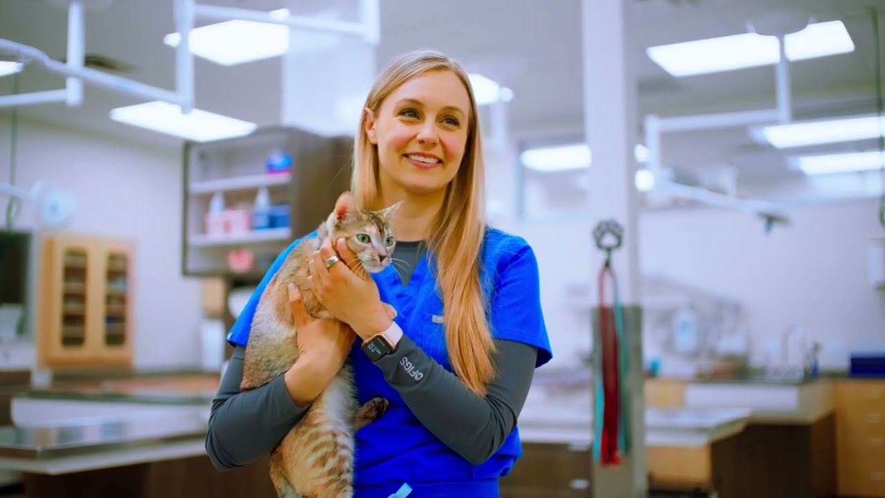 Why Is CityVet Different
