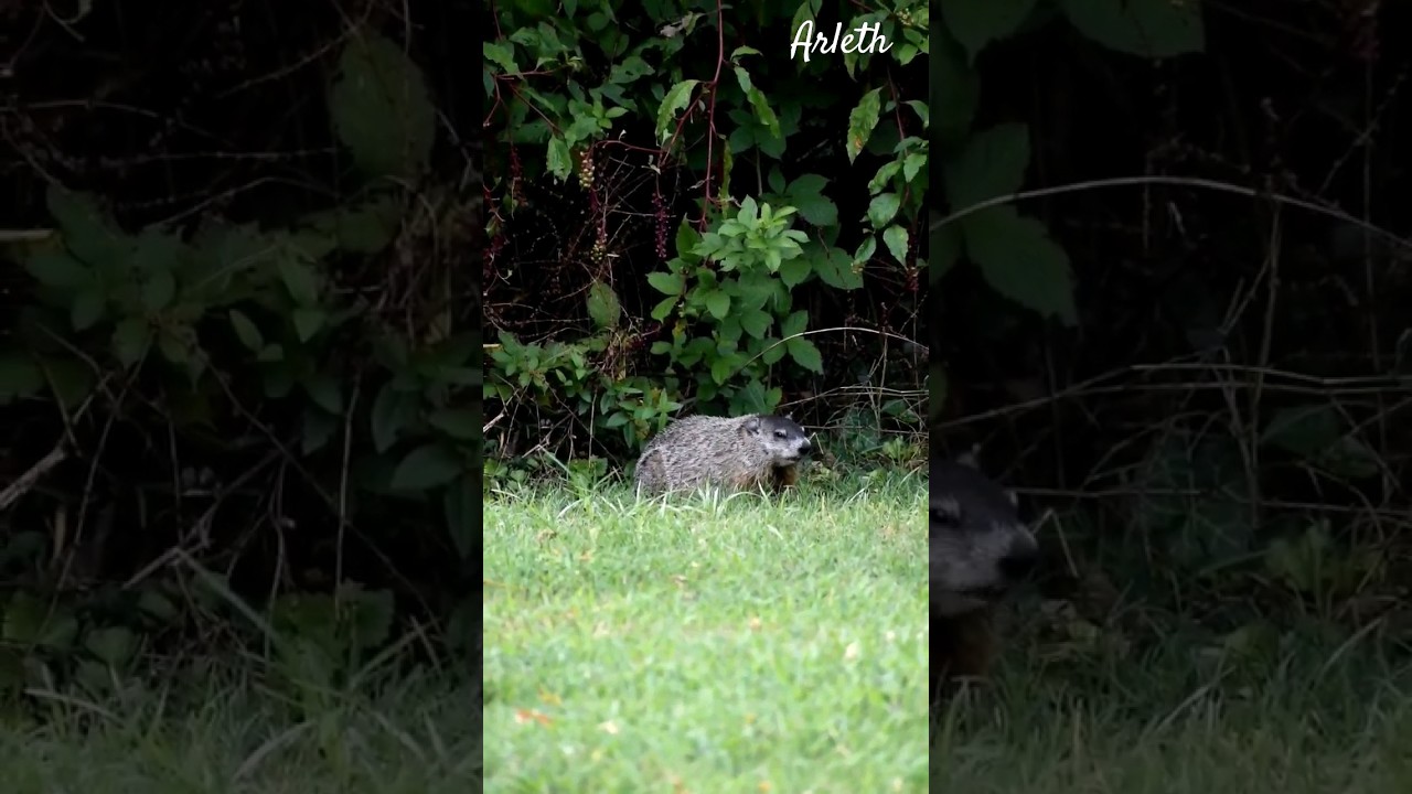 #Groundhog Day Punxsutawney Phil makes his prediction: An early spring awaits us. #shorts #wildlife