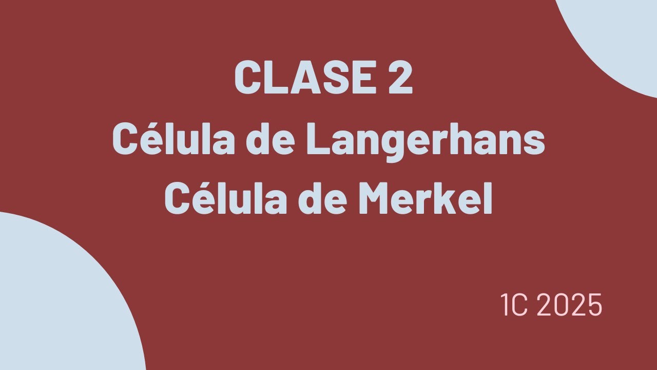 Clase 2: célula de Langerhans y célula de Merkel