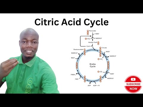 Citric Acid Cycle #seo