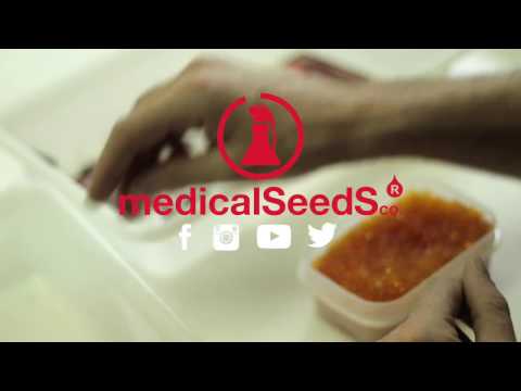 Medical Seeds - Packaging corporativo.
