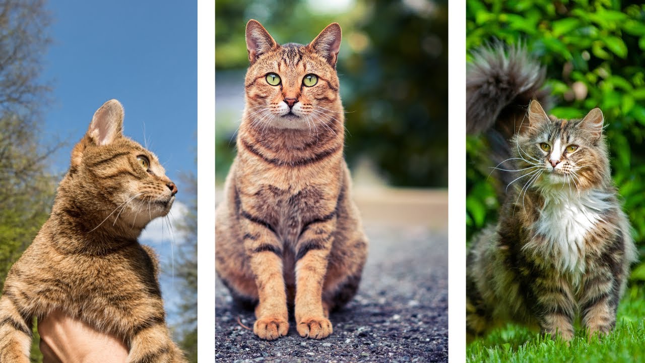 The Ultimate Cat PFP Collection - Cute, Funny, Aesthetic & More!