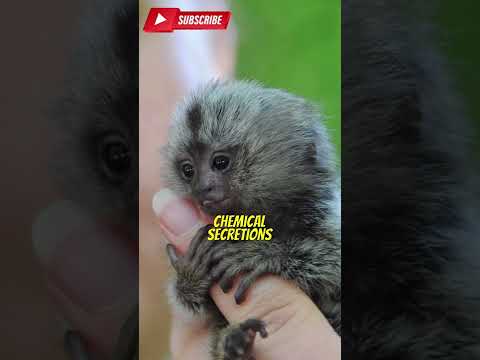 The Smallest Monkey In The World | Pygmy Marmoset