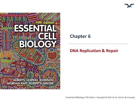 DNA replication
