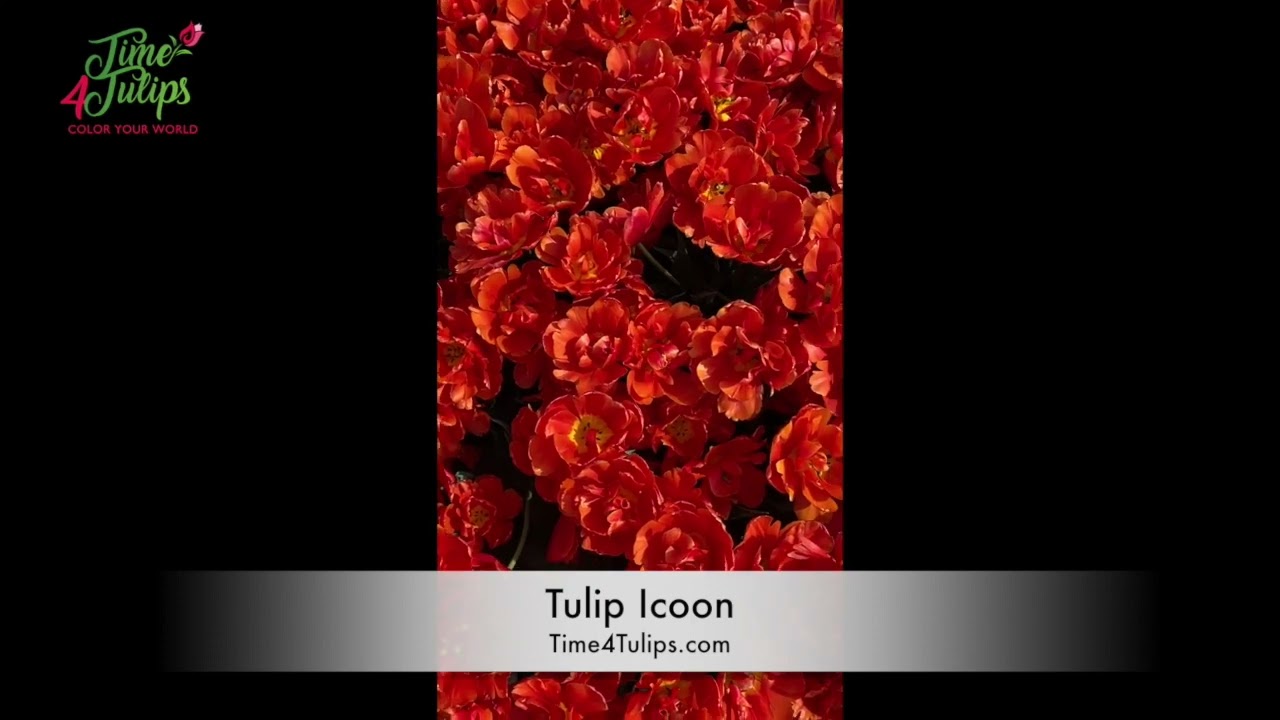 Tulip Icoon | Time4Tulips.com