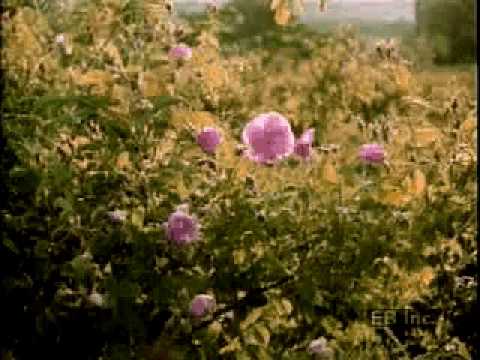 Attar of Roses (Rose Oil)