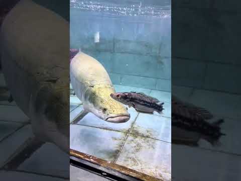 feeding snakehead fish to arapaima #predatorfish #monsterfishkeeper #fishaquarium #fishing