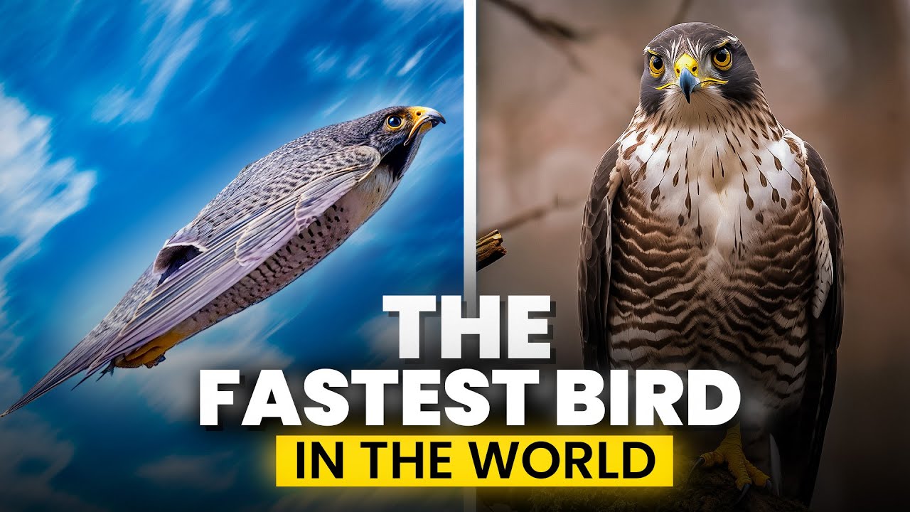 The Fastest Animal on Earth - The Peregrine Falcon
