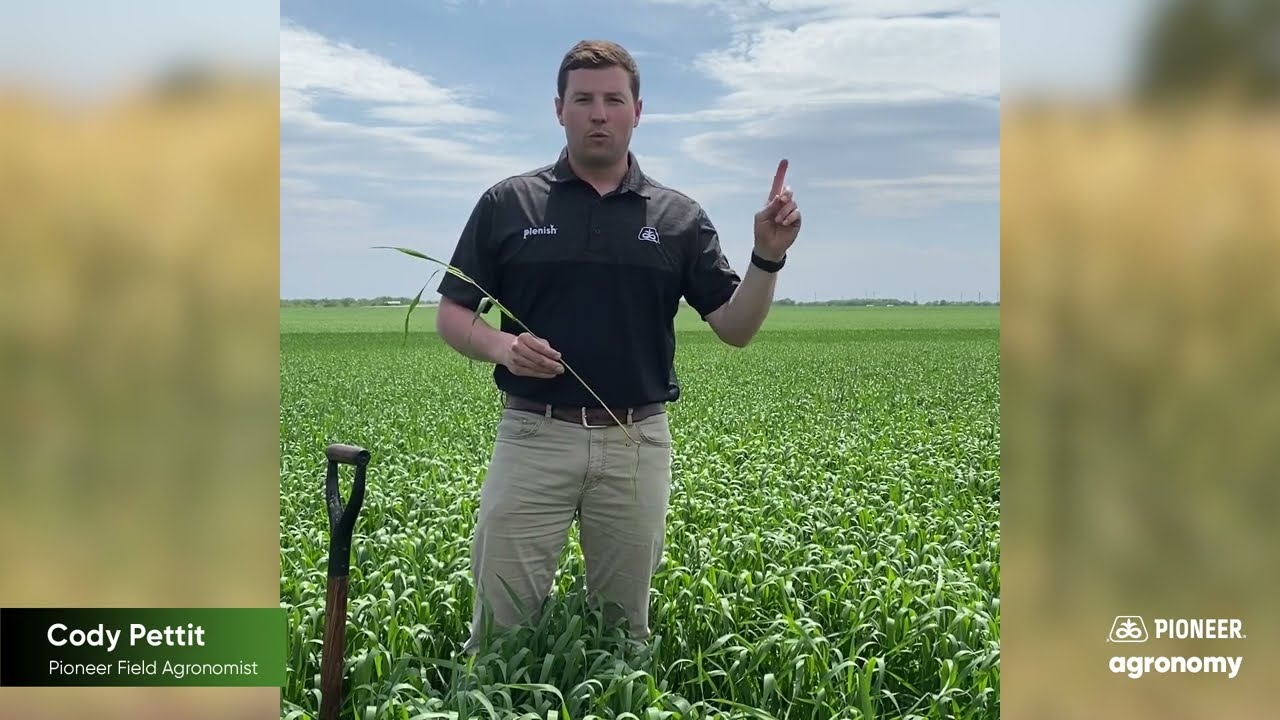 Fungicide Timing for Wheat