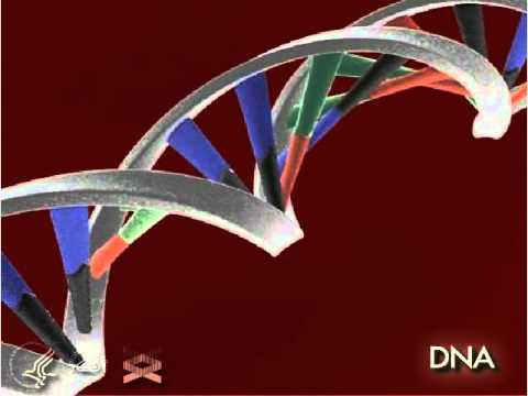 Base Pair 3-D