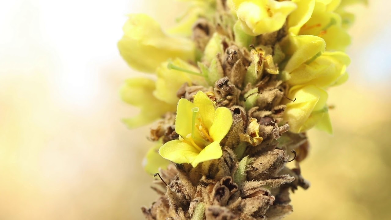 COMMON MULLEIN (Verbascum thapsus)