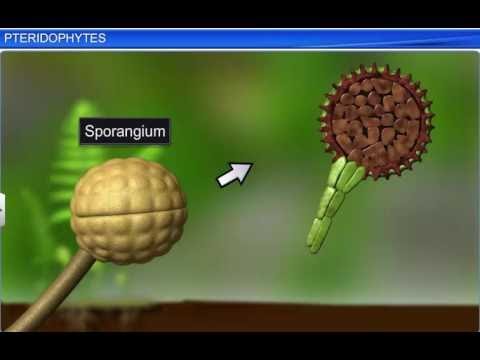 CBSE Class 11 Biology || Pteridophytes || By Shiksha House