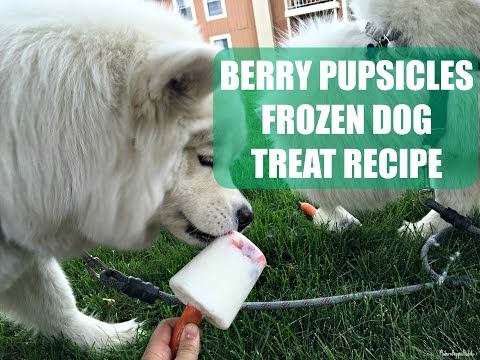 Berry PUPsicles Recipe for Summer